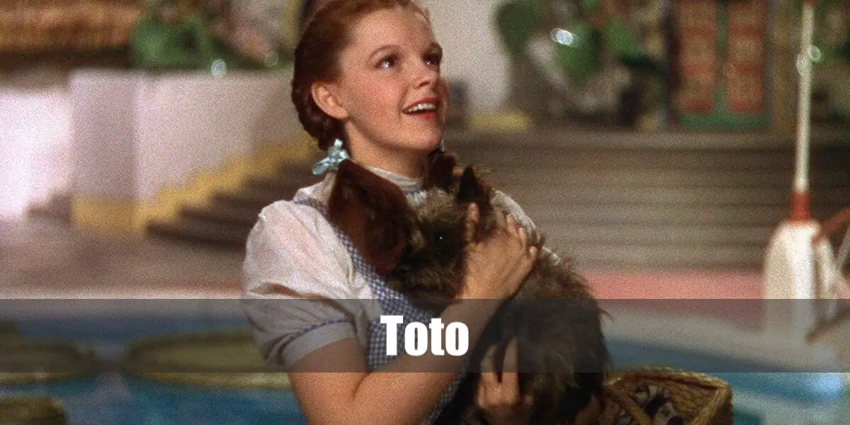 Toto (Baby Dog) Costume from The Wizard of Oz for Halloween